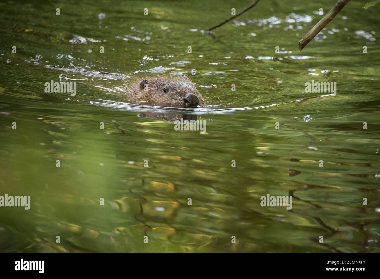 A headshot of a beaver swimming across a green river Stock Photo - Alamy