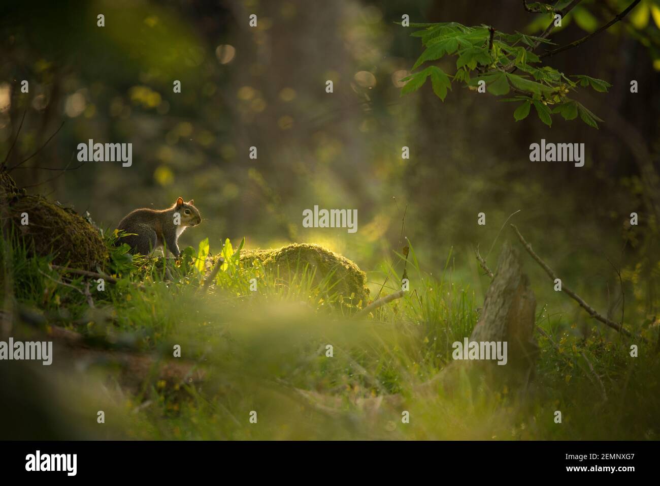 A grey squirrel sat on a log in woodland Stock Photo - Alamy