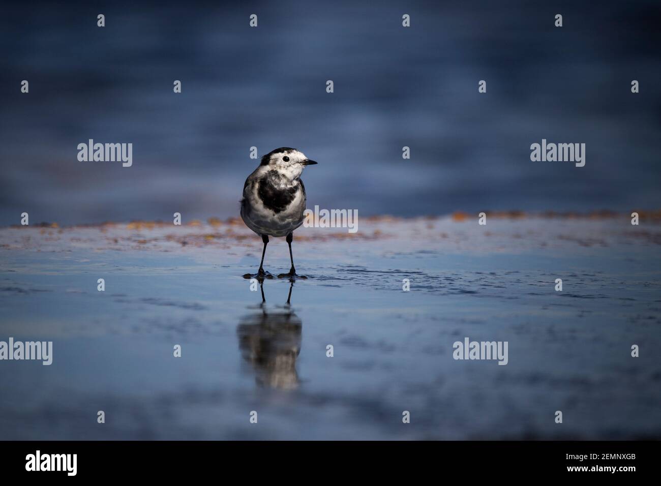 Stood in puddle hi-res stock photography and images - Alamy