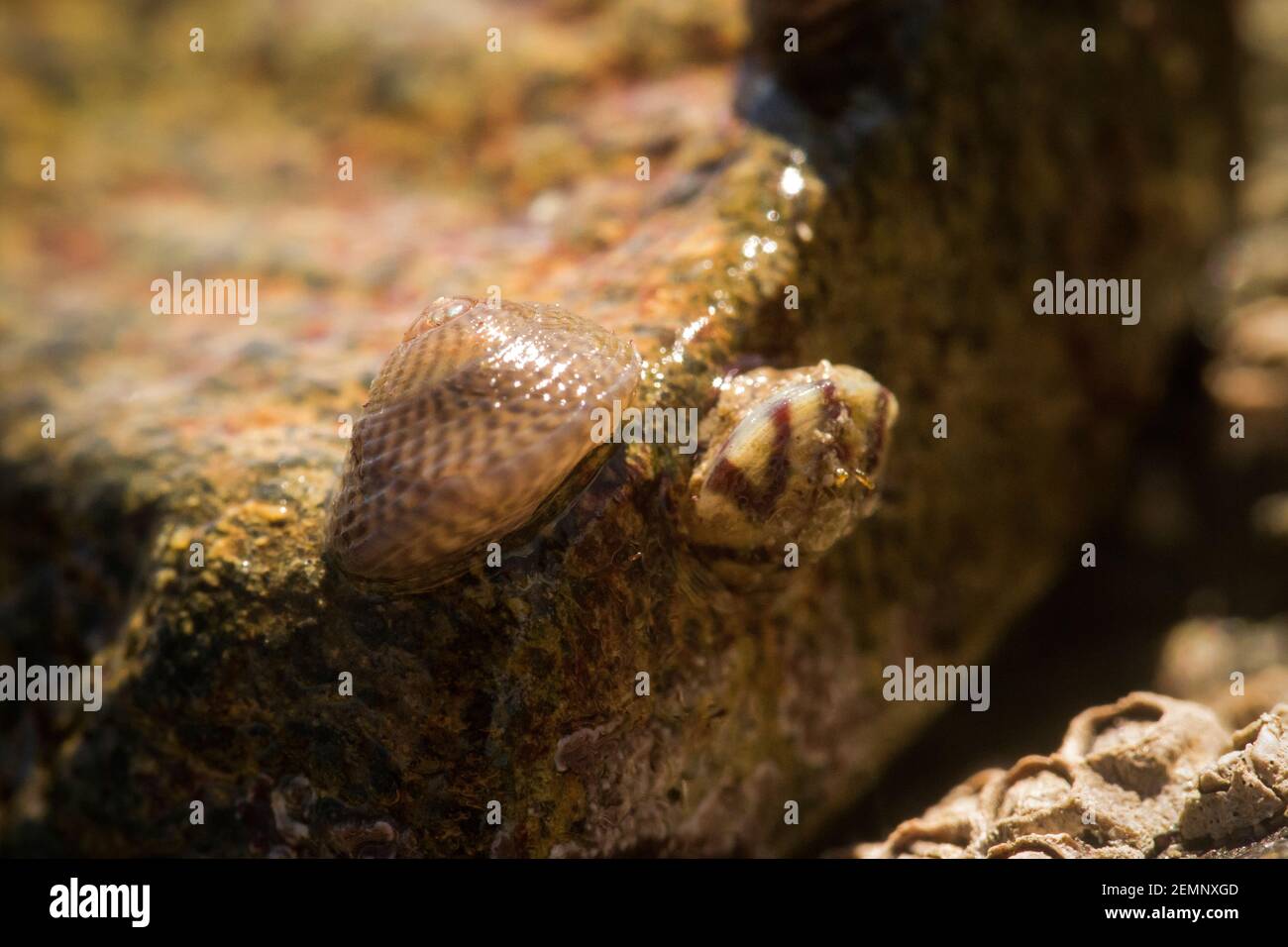 Topshells High Resolution Stock Photography and Images - Alamy