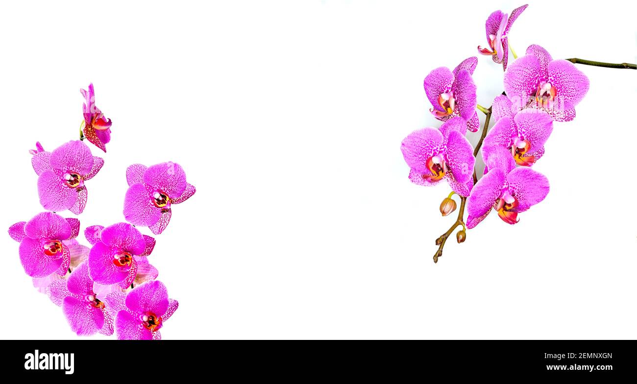 Orchid flower border design hi-res stock photography and images - Alamy