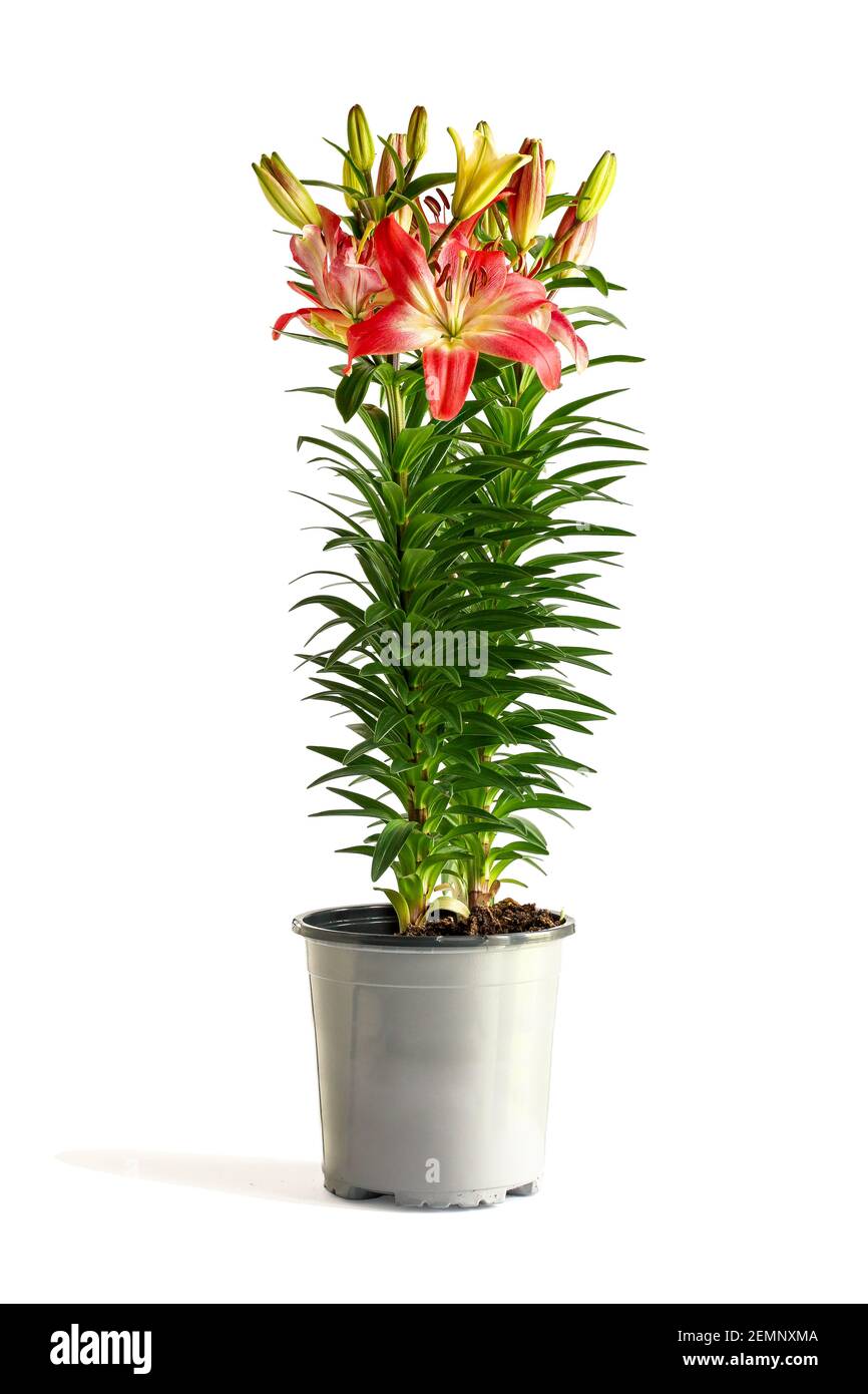 Asiatic pot lily Cut Out Stock Images & Pictures - Alamy