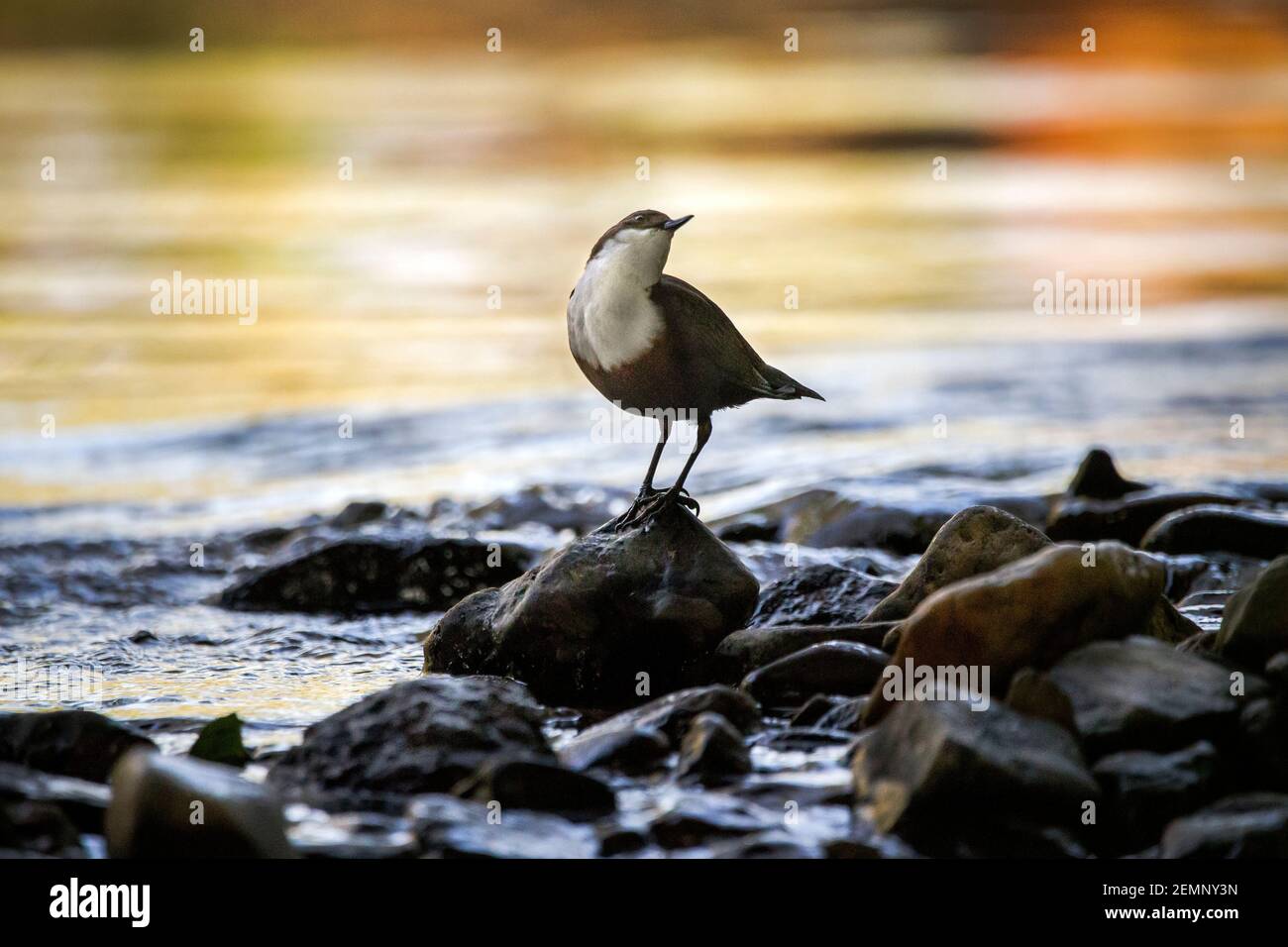 Stood standing sunset hi-res stock photography and images - Alamy