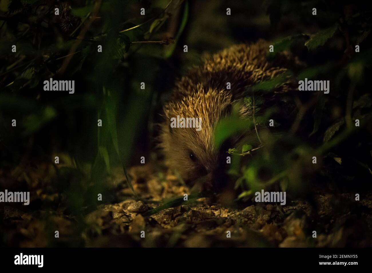 Moving through woods hi-res stock photography and images - Alamy