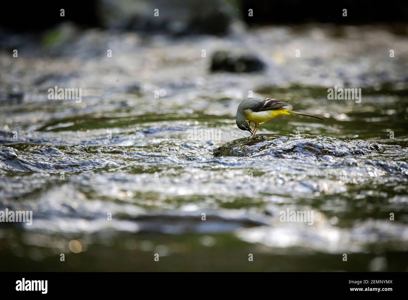 Fast flowing river with bird hi-res stock photography and images - Alamy