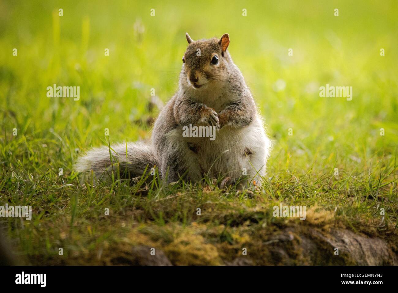 A fat grey squirrel sat with its hands together Stock Photo - Alamy
