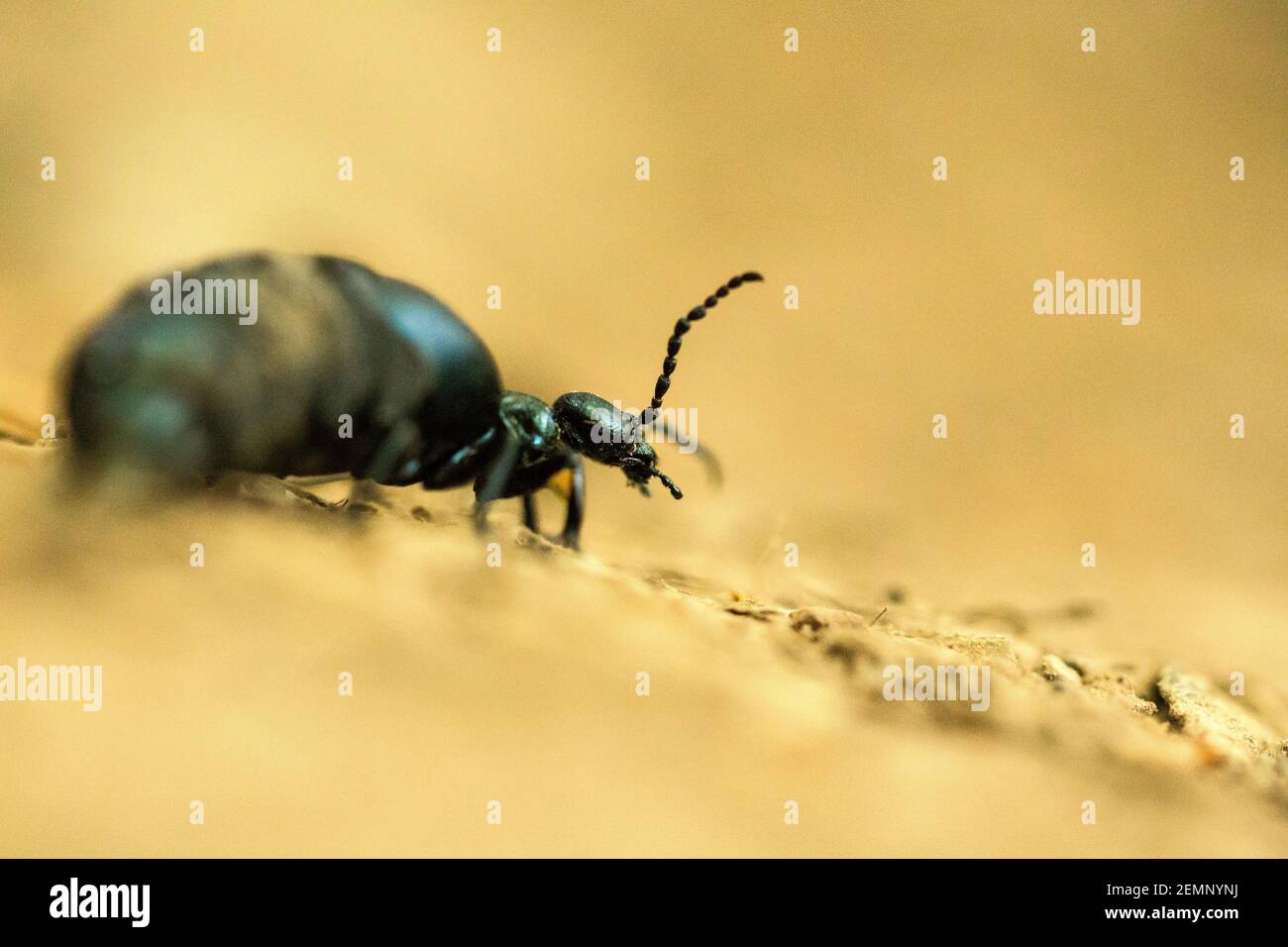 A large beetle on a simple background Stock Photo - Alamy