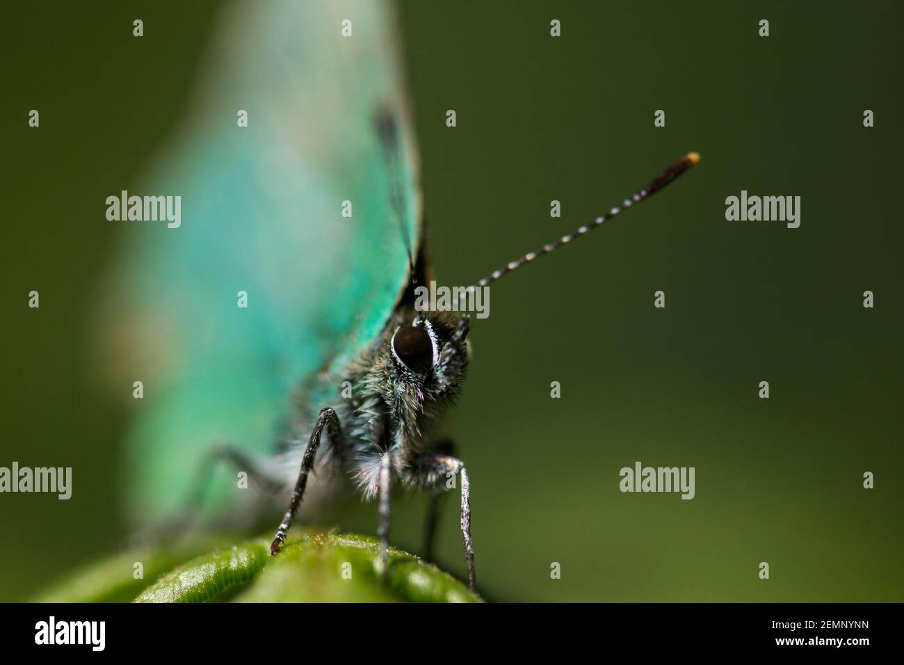 Macro of a butterfly face hi-res stock photography and images - Alamy