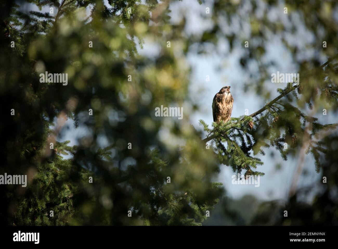 A buzzard bird sat in a tree calling Stock Photo - Alamy