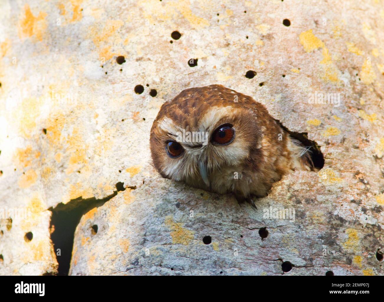 Owls in nest hole hi-res stock photography and images - Alamy