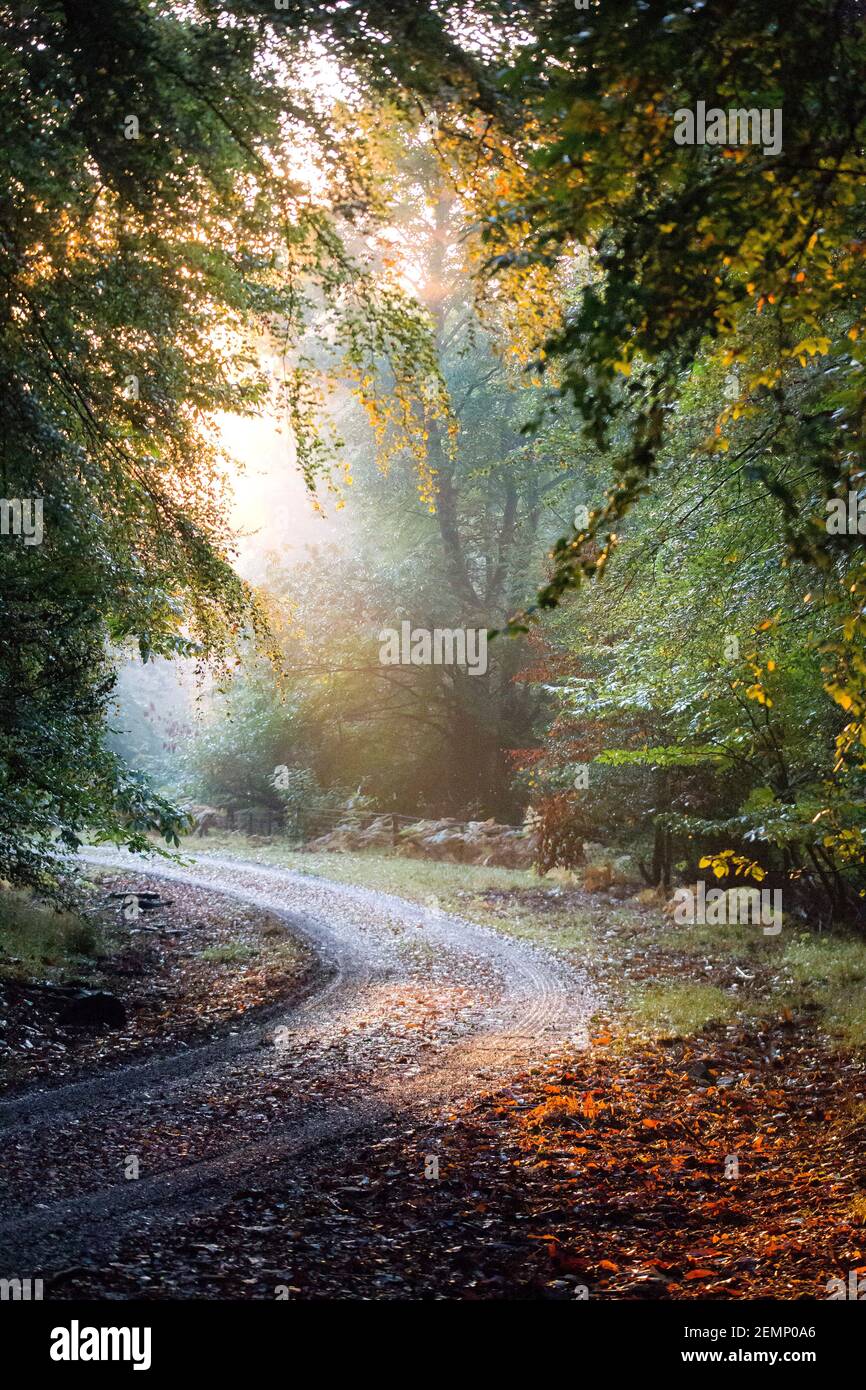 A path bending through a forest at dawn Stock Photo - Alamy