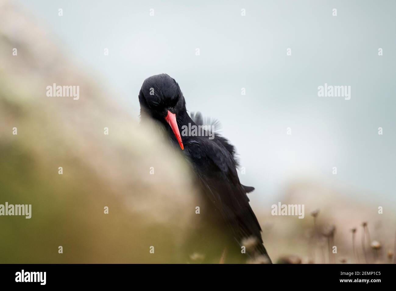 Chough bird hi-res stock photography and images - Alamy