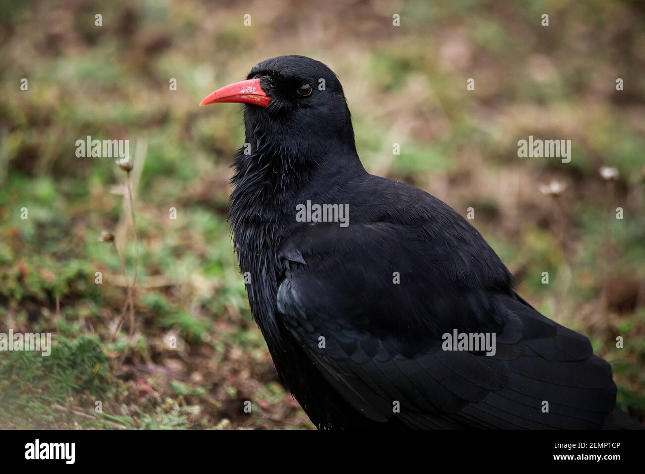Chough in cornwall hi-res stock photography and images - Alamy