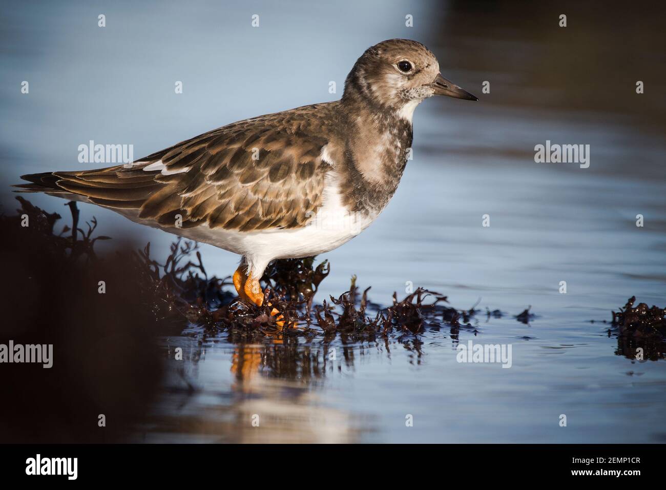 Rockpool animal hi-res stock photography and images - Alamy