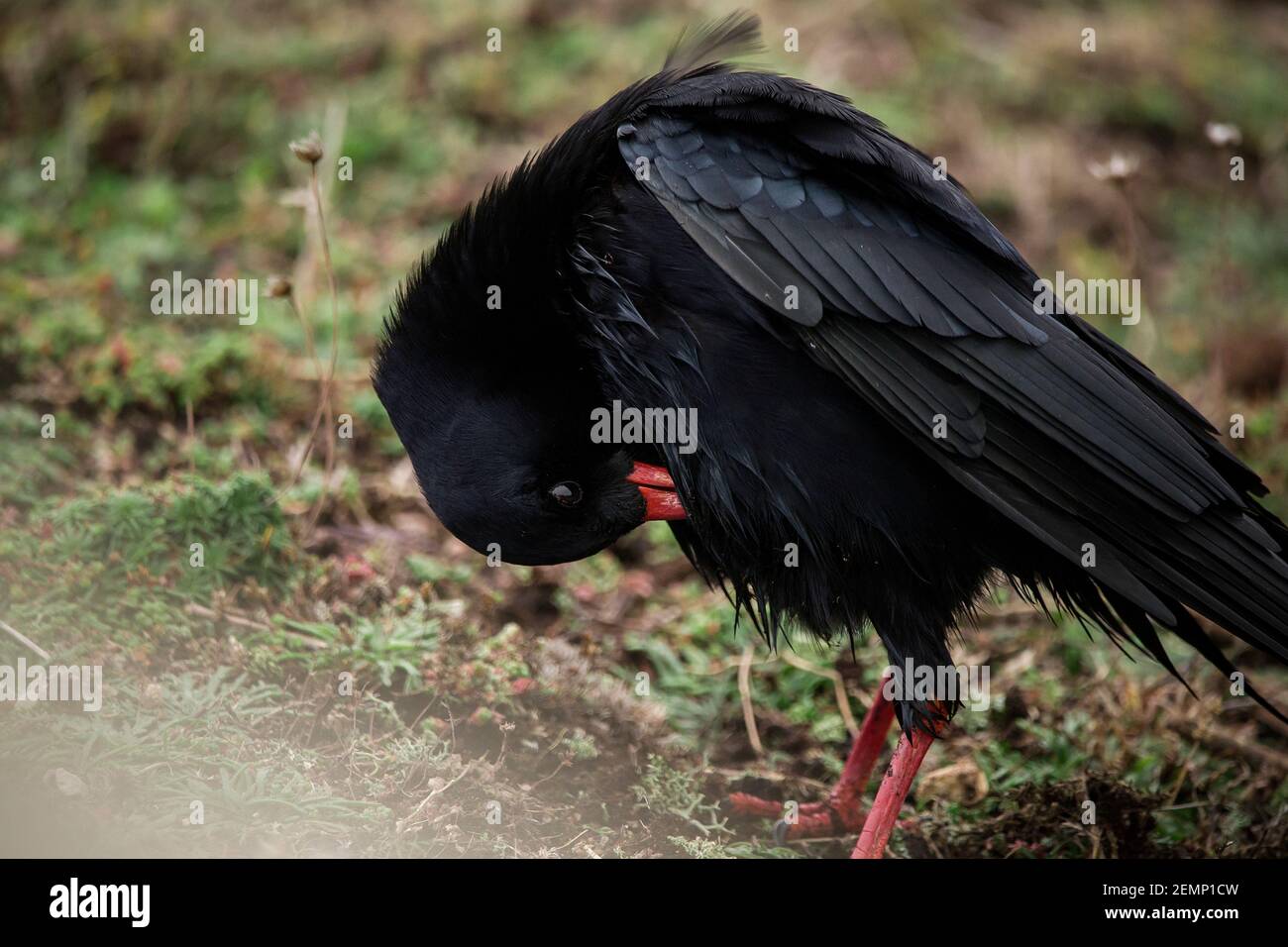 Chough in cornwall hi-res stock photography and images - Alamy