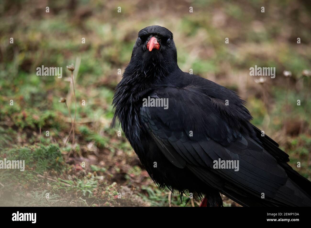 Chough bird hi-res stock photography and images - Alamy