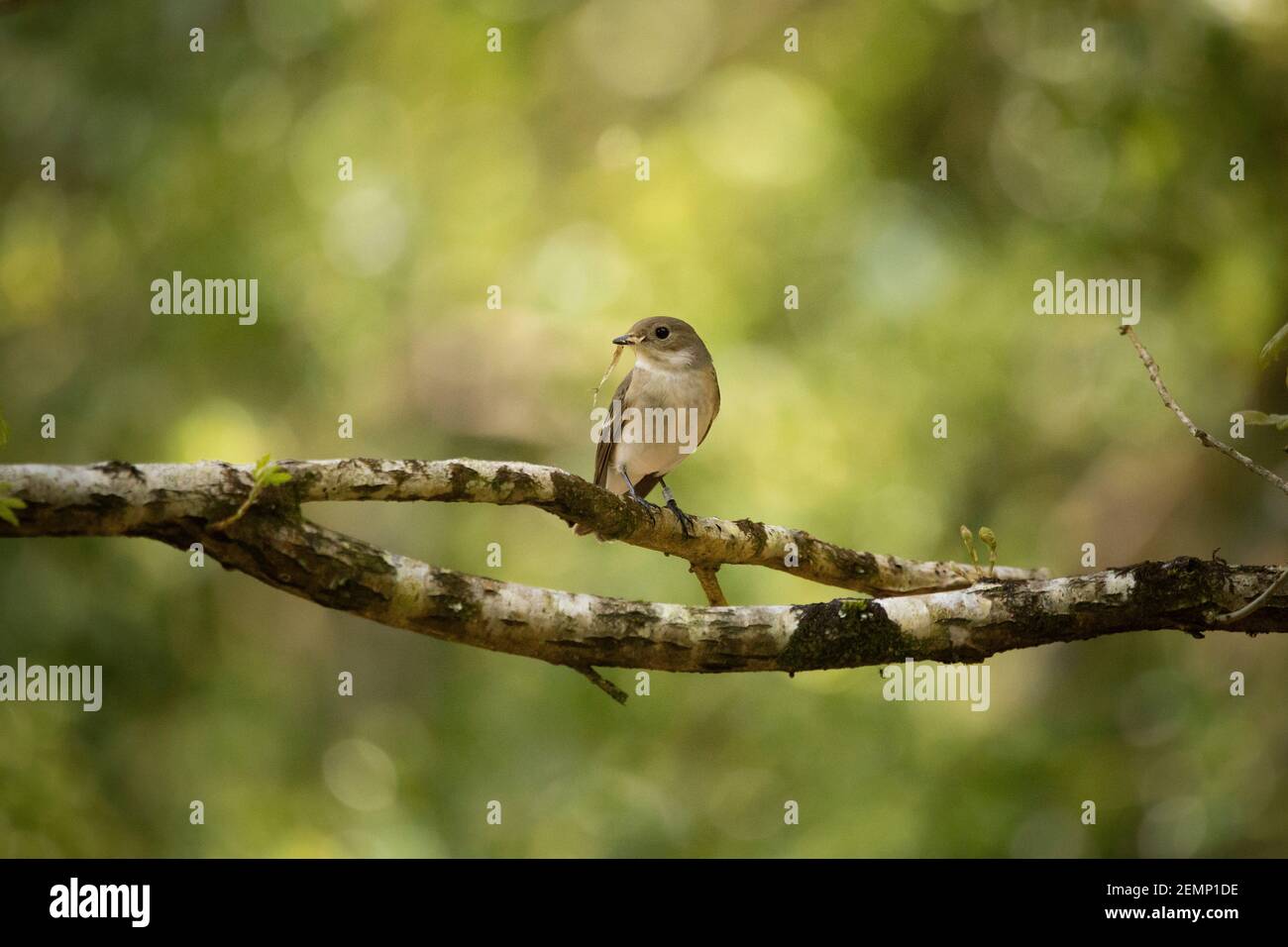 Female catcher hi-res stock photography and images - Alamy