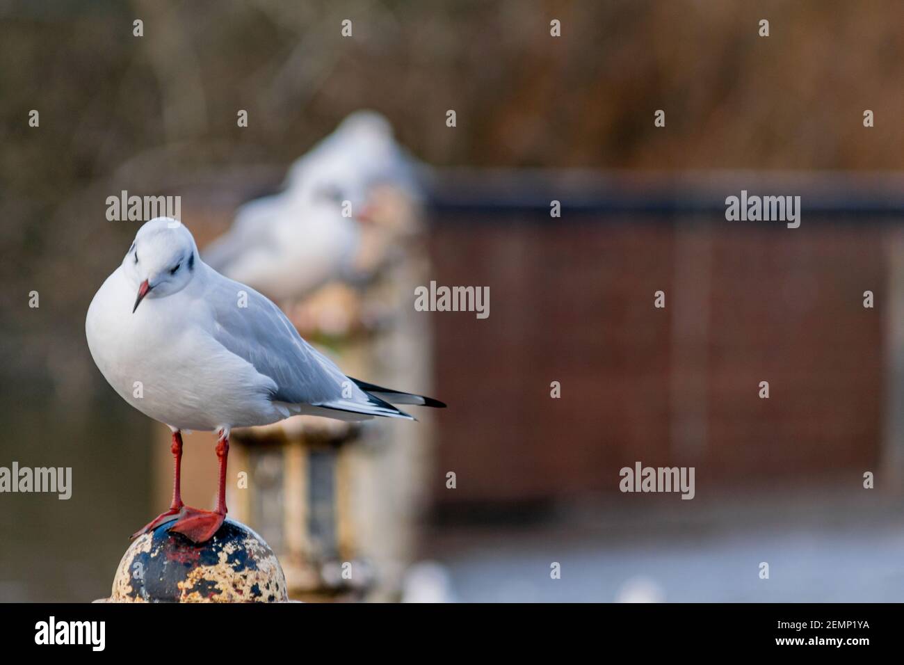 Black headed gull larus ridibundus on a pole hi-res stock photography ...
