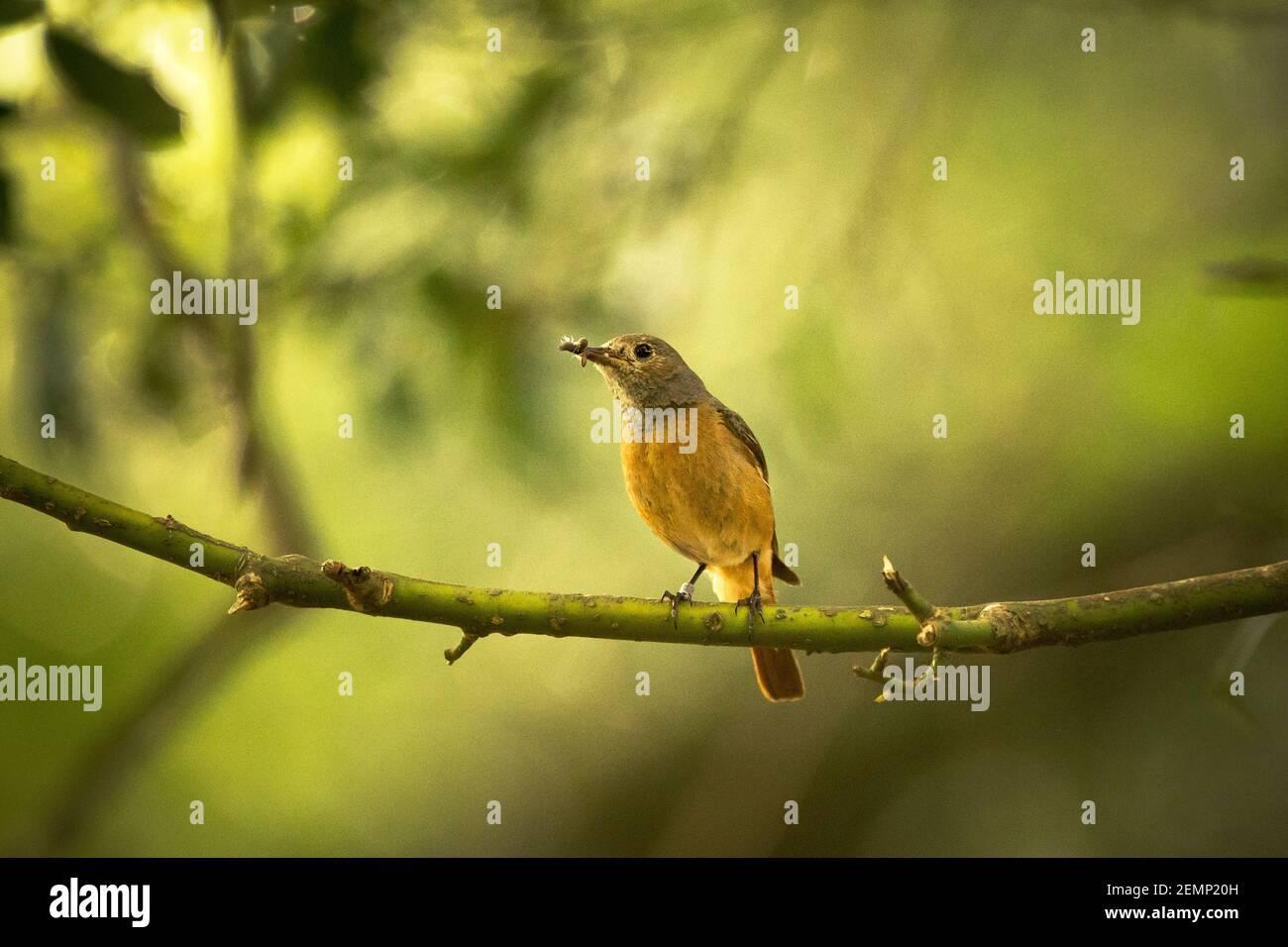 A female redstart bird with a fly in its mouth Stock Photo - Alamy