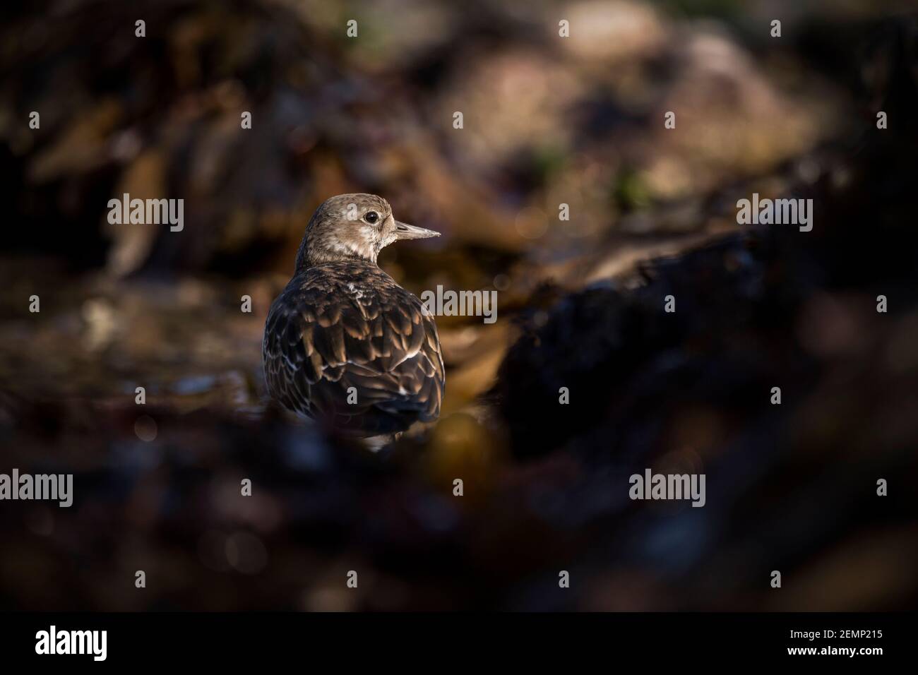 A turnstone foraging through seaweed in a rockpool Stock Photo - Alamy