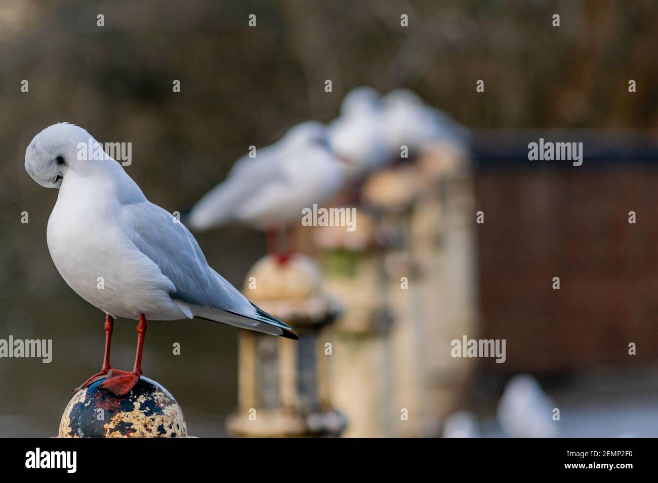 A small black headed gull, winter feathered seagull sitting on an old ...