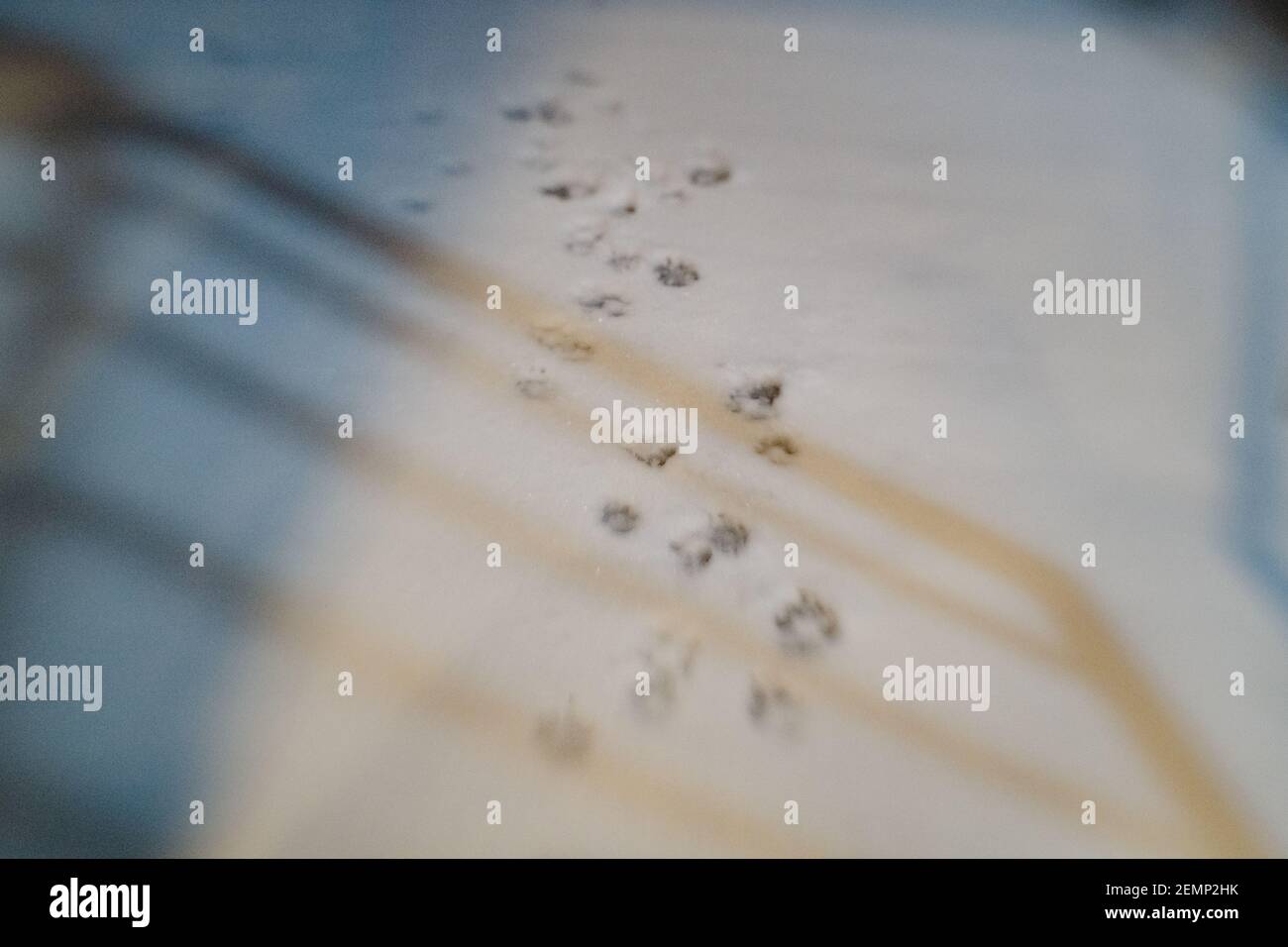 Paw prints in the snow hi-res stock photography and images - Alamy