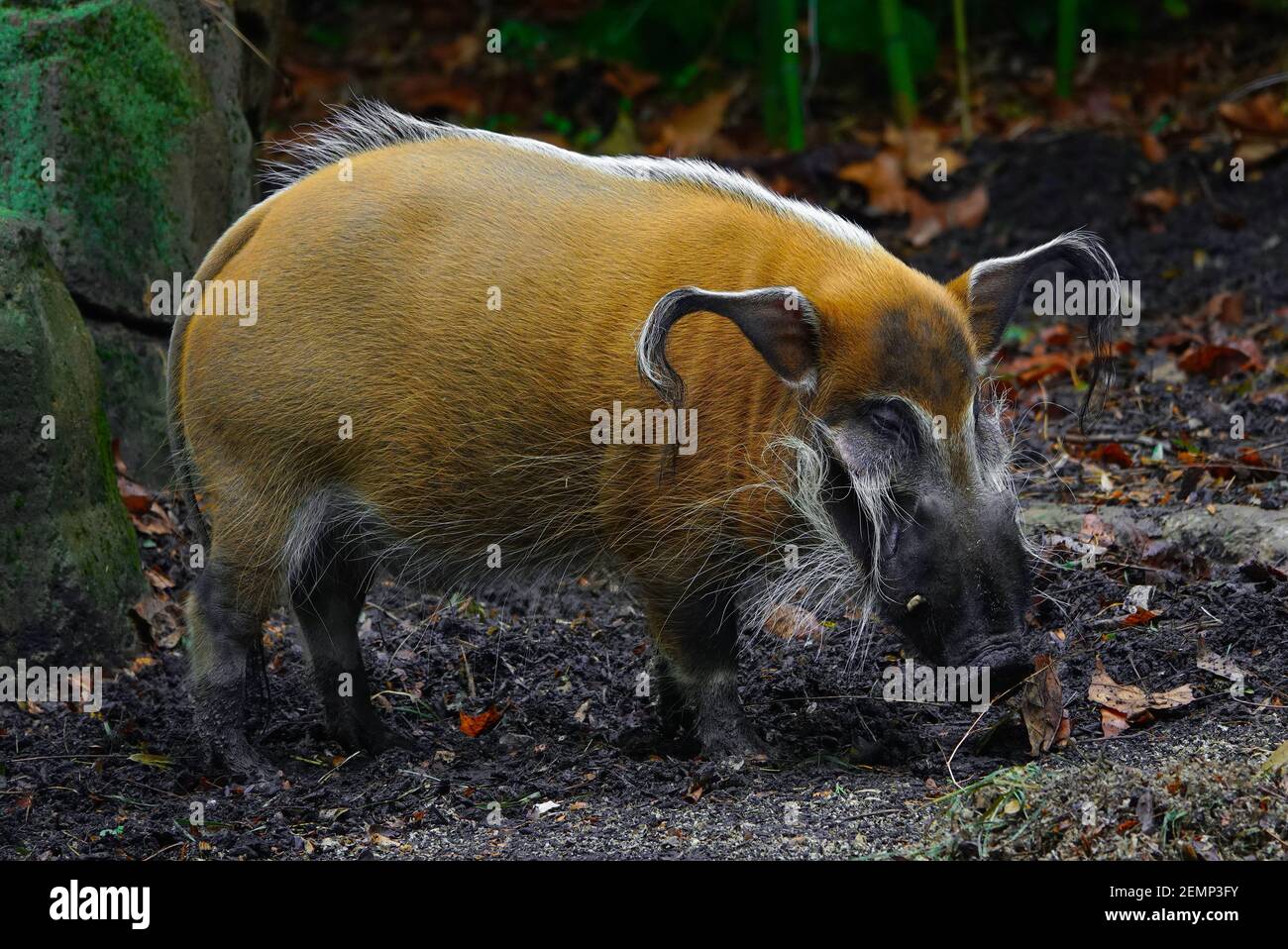 red river hog at the zoo Stock Photo - Alamy