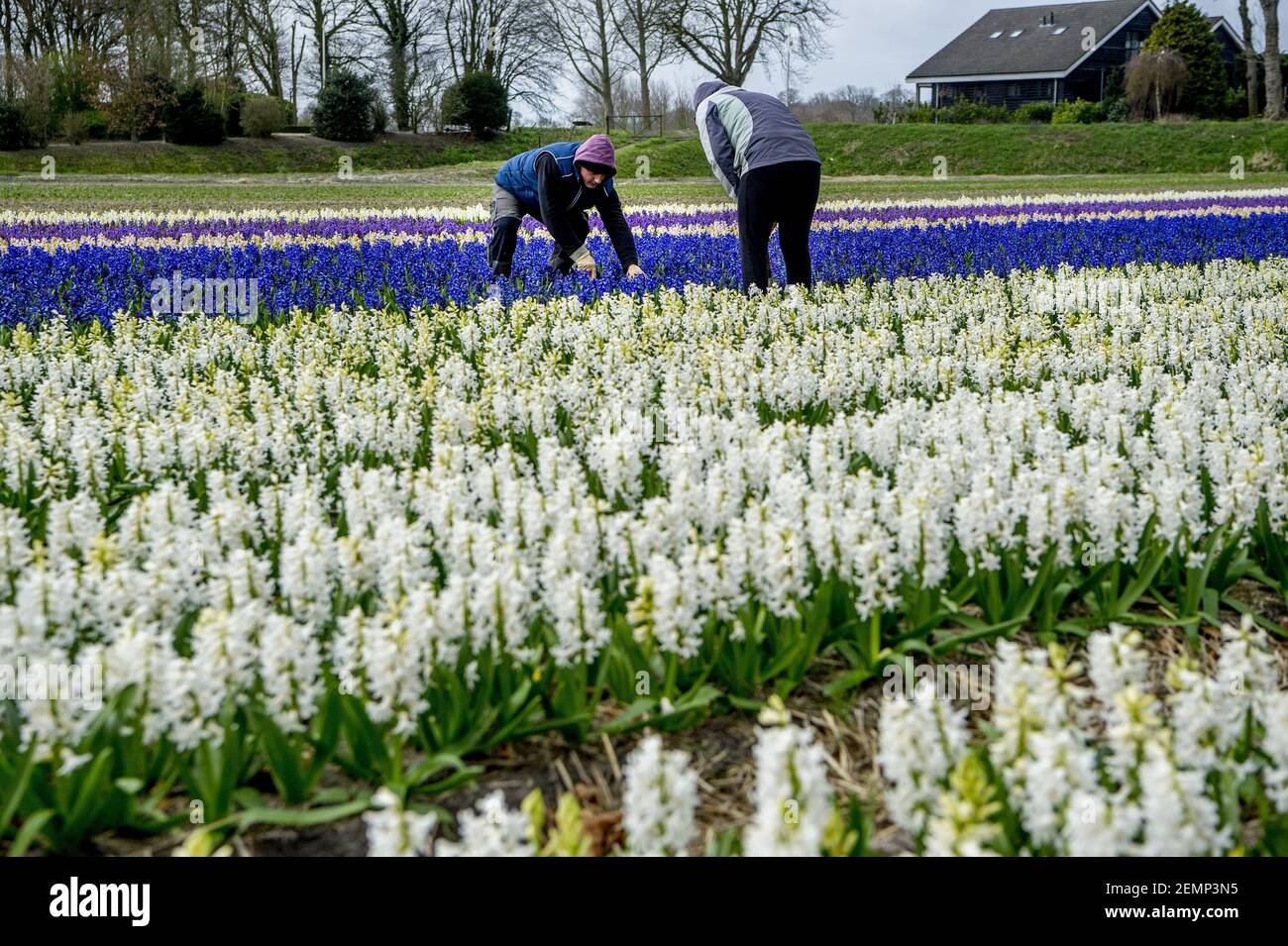 LISSE Flower fields in Lisse during the spring. (Photo by Robin Utrecht ...