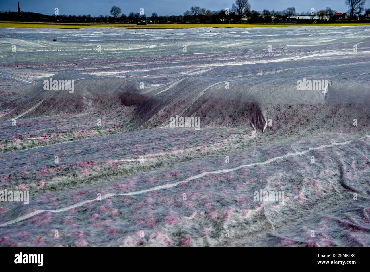 LISSE Flower fields in Lisse during the spring. (Photo by Robin Utrecht ...