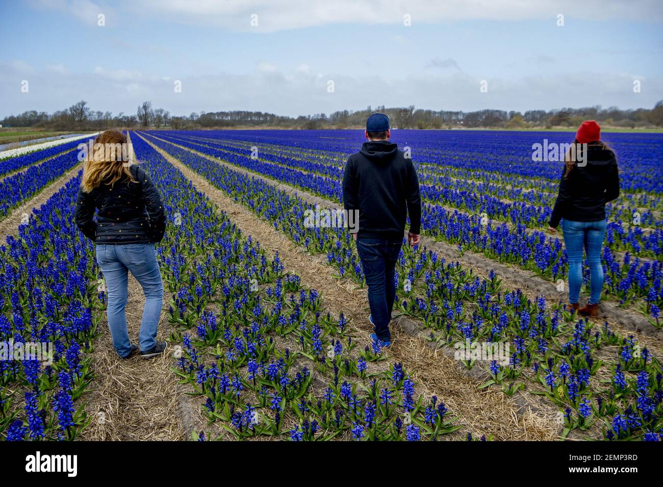 LISSE Flower fields in Lisse during the spring. (Photo by Robin Utrecht ...
