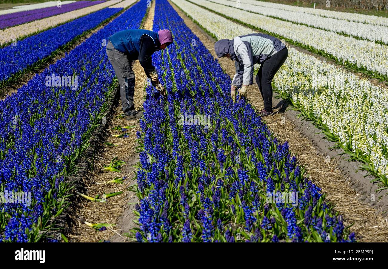 LISSE Flower fields in Lisse during the spring. (Photo by Robin Utrecht ...