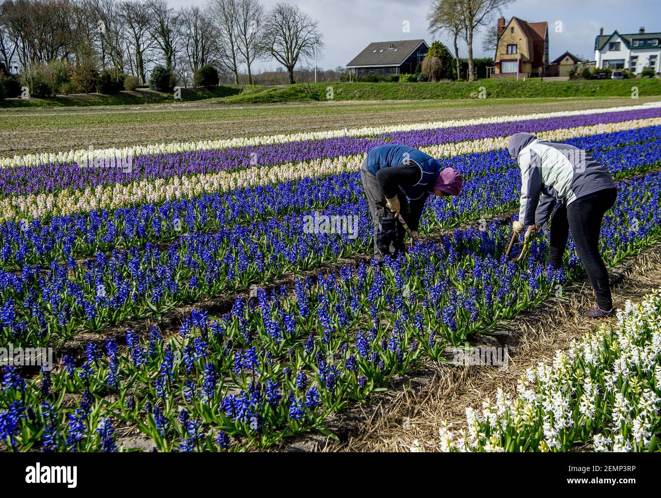 LISSE Flower fields in Lisse during the spring. (Photo by Robin Utrecht ...
