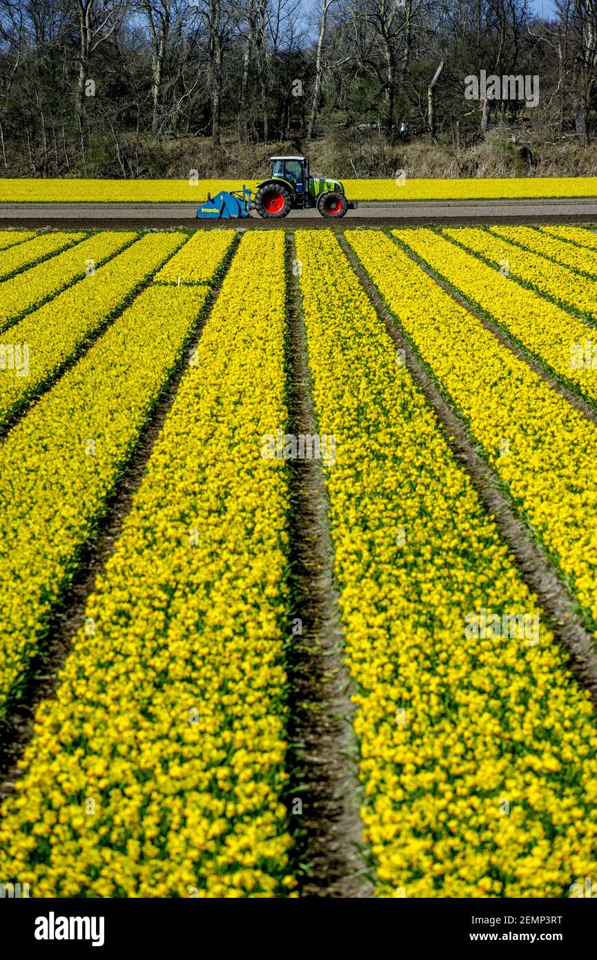 LISSE Flower fields in Lisse during the spring. (Photo by Robin Utrecht ...