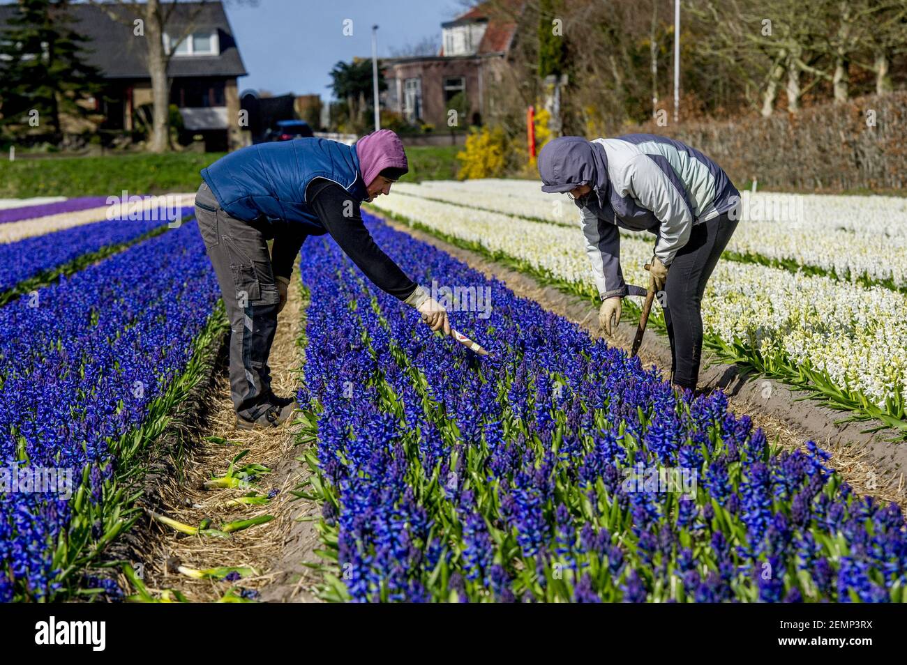 LISSE Flower fields in Lisse during the spring. (Photo by Robin Utrecht ...