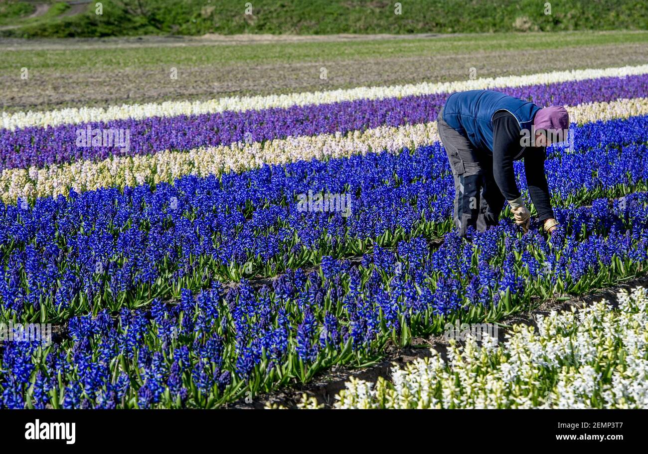 LISSE Flower fields in Lisse during the spring. (Photo by Robin Utrecht ...