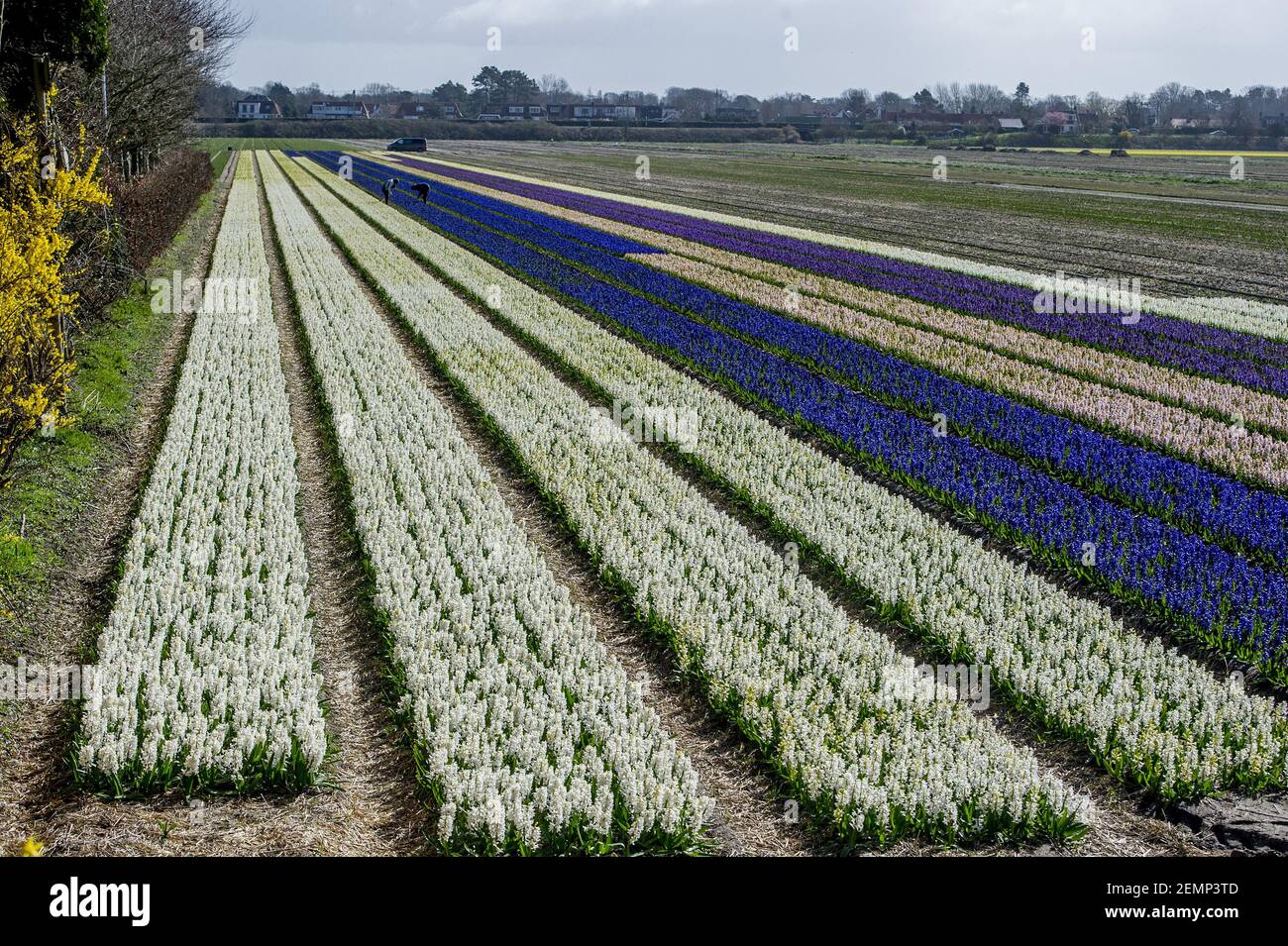 LISSE Flower fields in Lisse during the spring. (Photo by Robin Utrecht ...