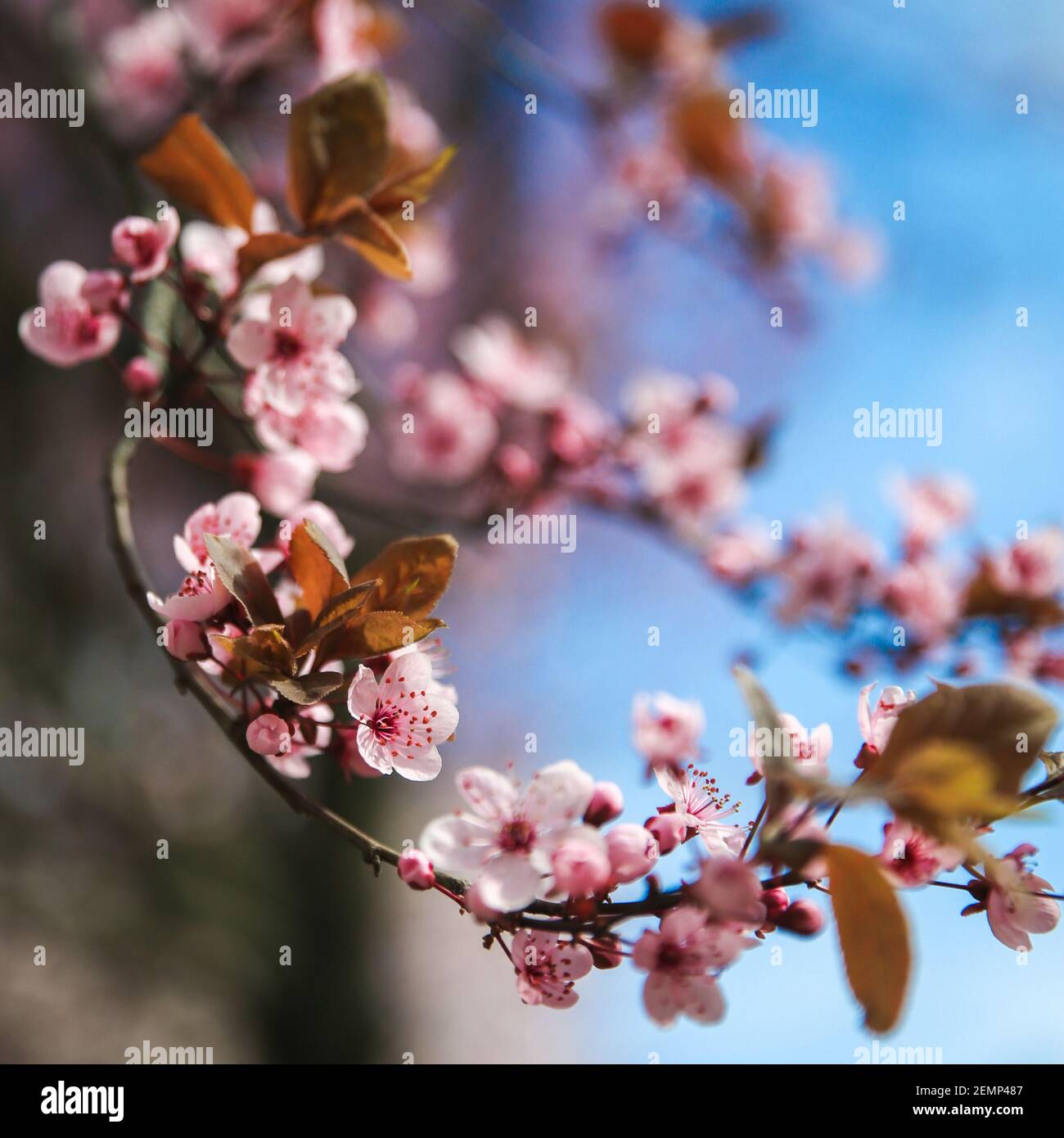 Spring blossom border with pink blooming tree. Beautiful nature scene ...