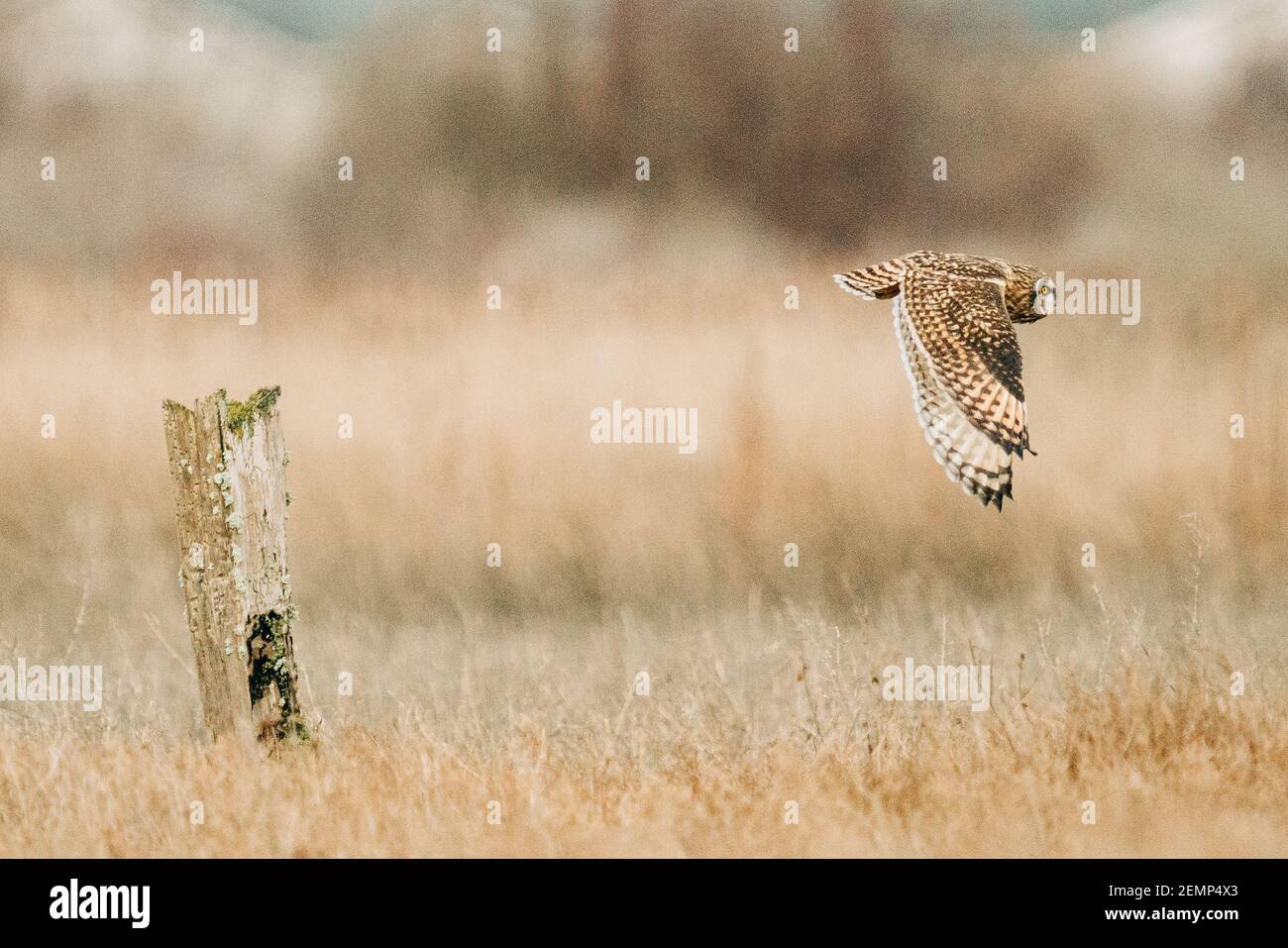Side view of a Short-eared Owl flying away from its perch Stock Photo ...