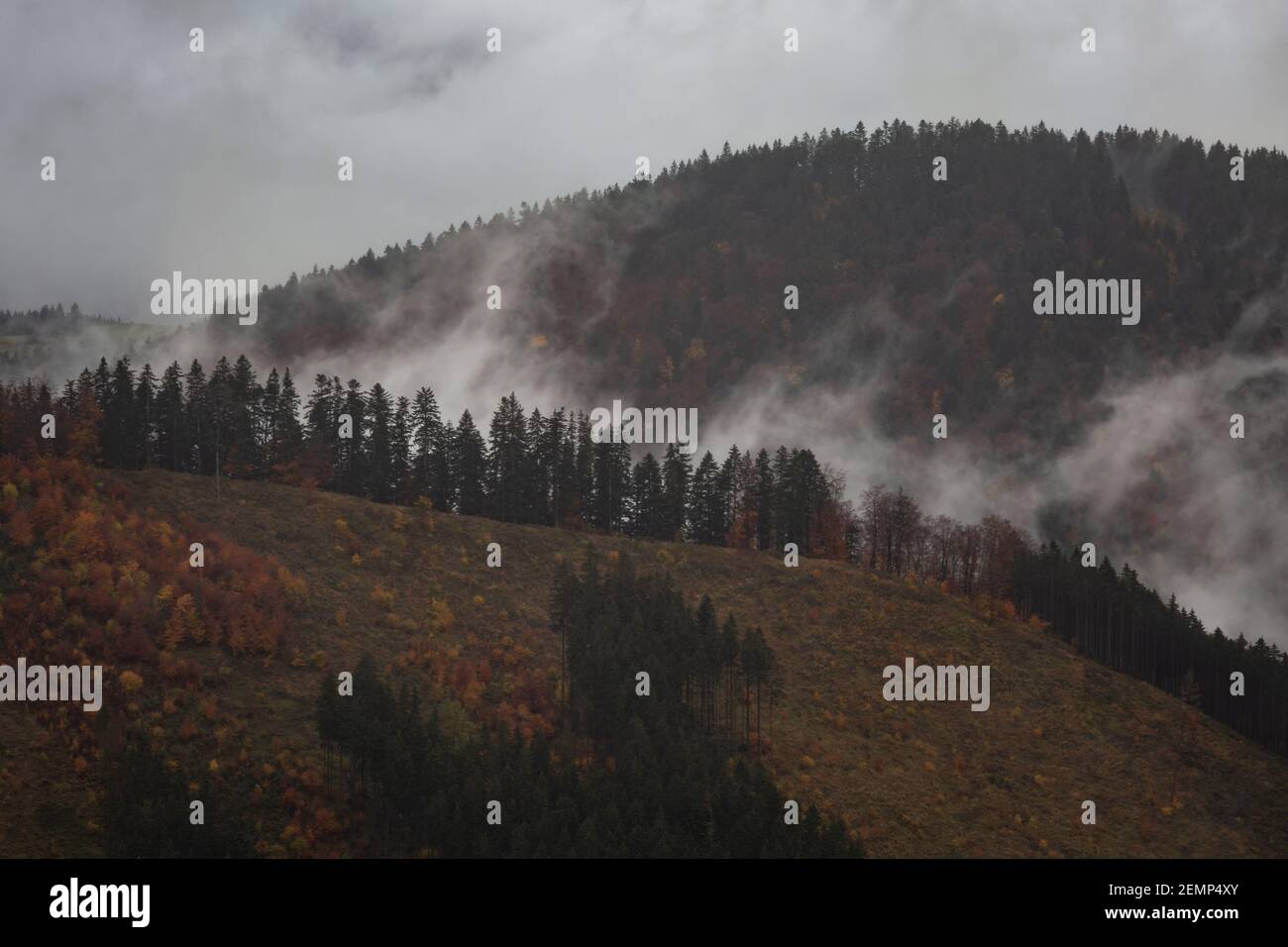 Autumnal forests of Velka Fatra national park, central Slovakia Stock ...