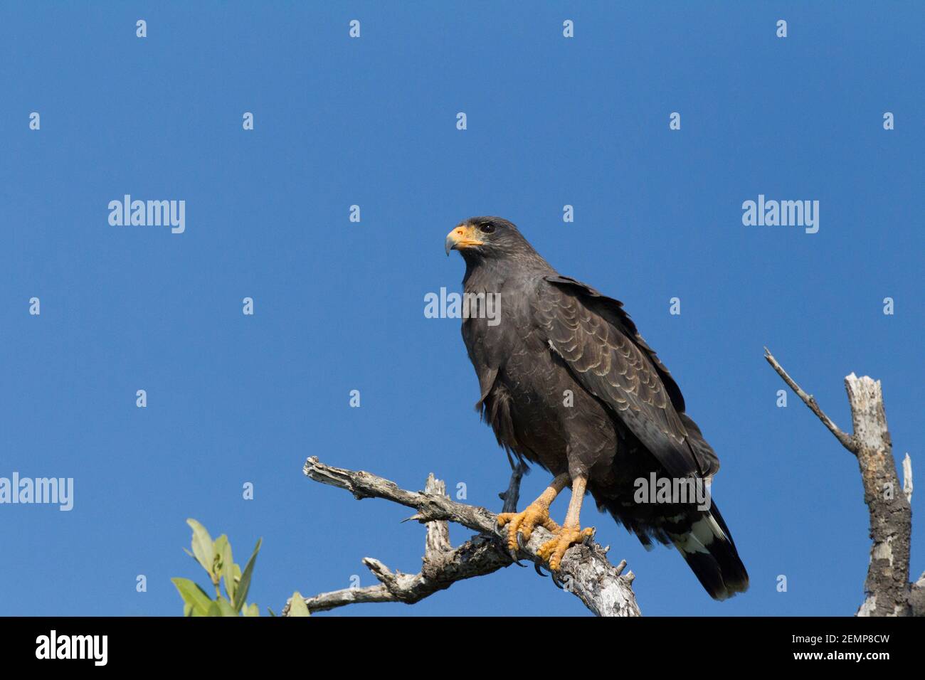 Cuban Black-Hawk, Buteogallus gundlachii, single adult perched in tree ...