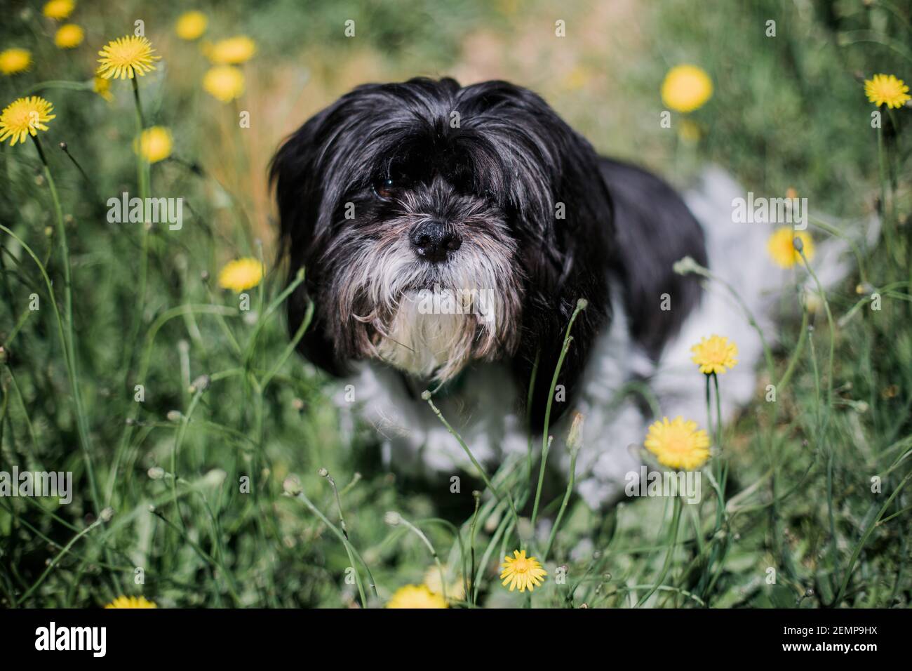 A Black and White Lhasa Apso Looks from Under Scruffy Long Fur Stock ...