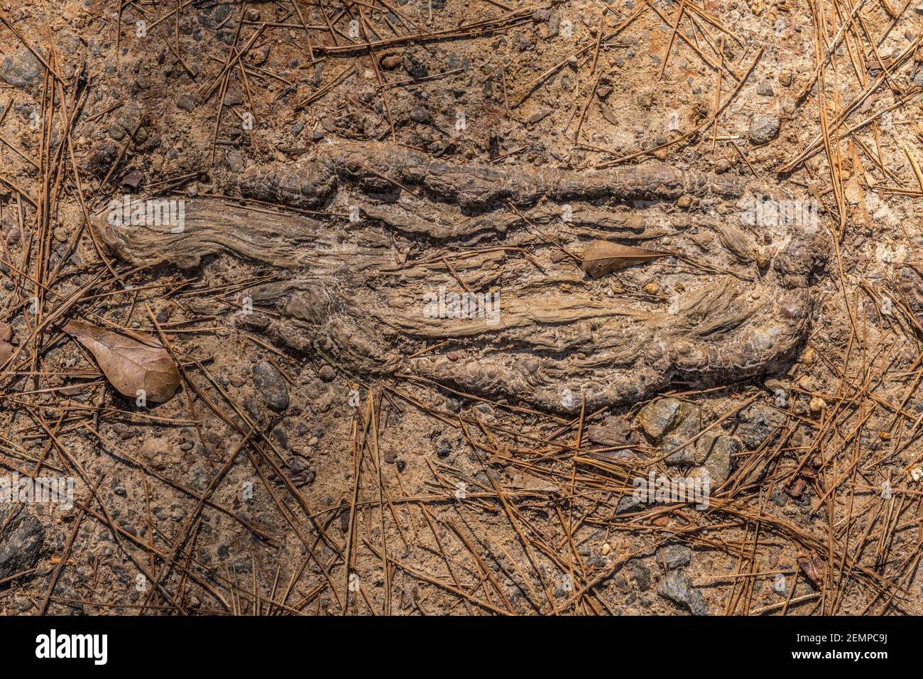 Bumpy tree hi-res stock photography and images - Alamy