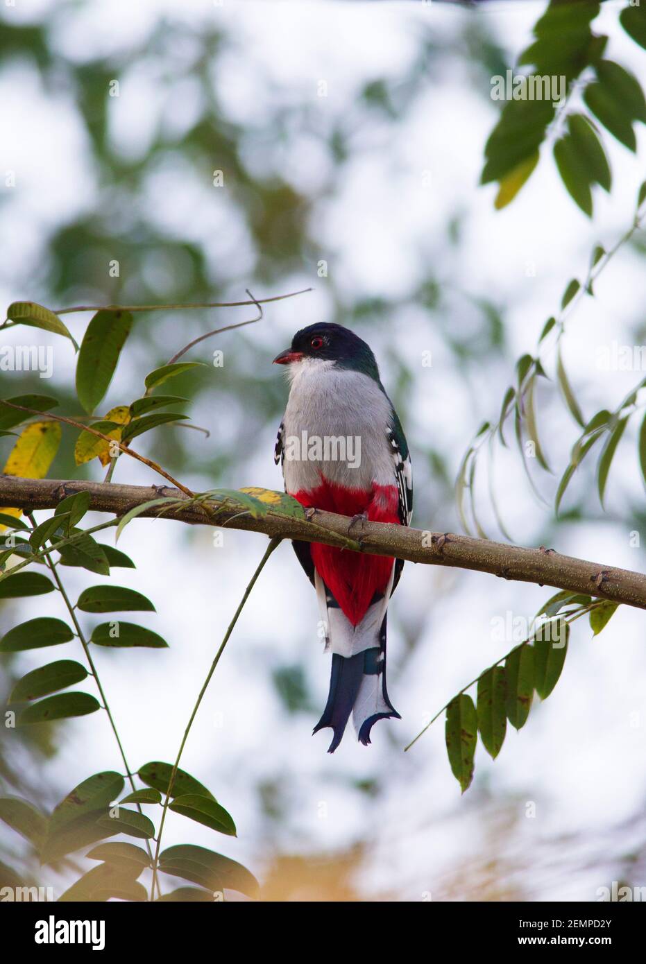 Cuban trogon hi-res stock photography and images - Alamy