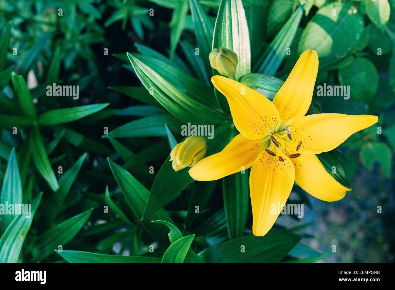 Yellow-flowered lily plant. Lilium sp. Top view Stock Photo - Alamy