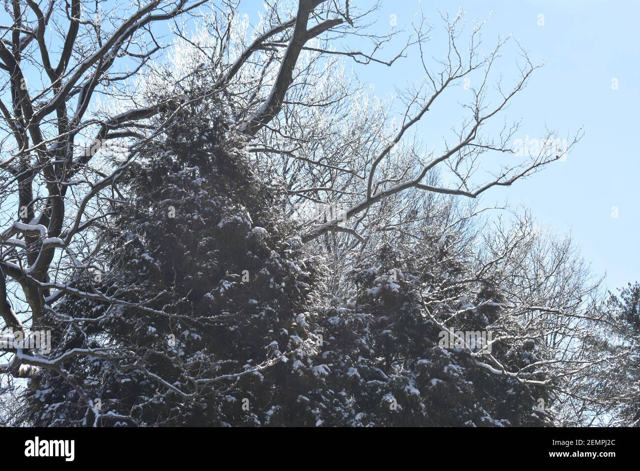 Cold sky with trees color in the color of the hi-res stock photography ...