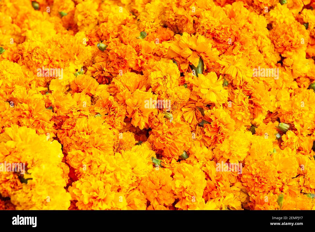 Marigold flowers for sale on the streets of Delhi during Diwali Hindu ...