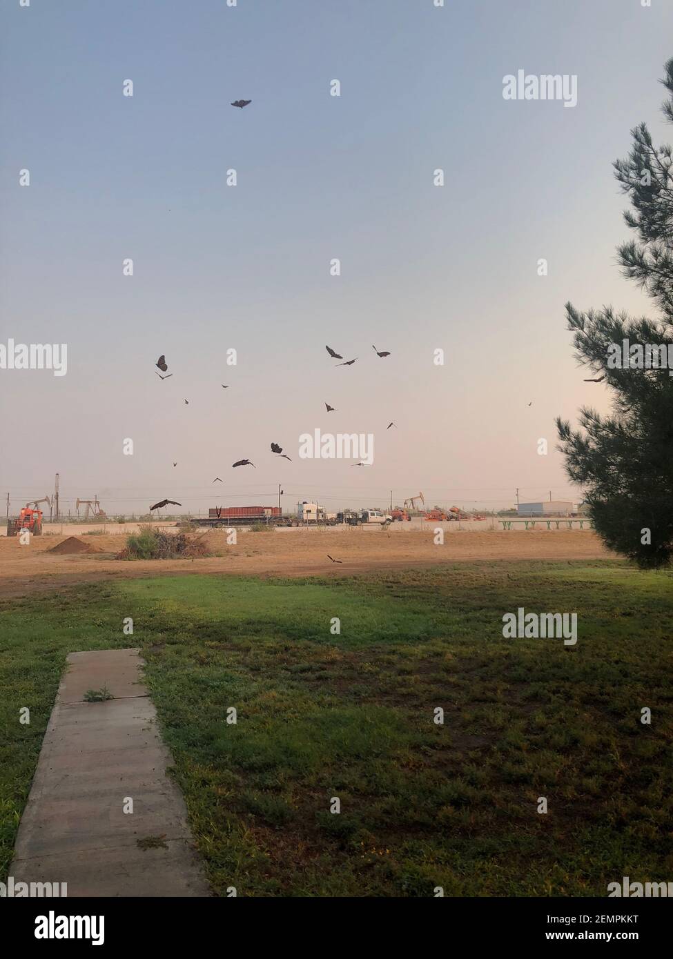 Lots of butterflies hi-res stock photography and images - Alamy