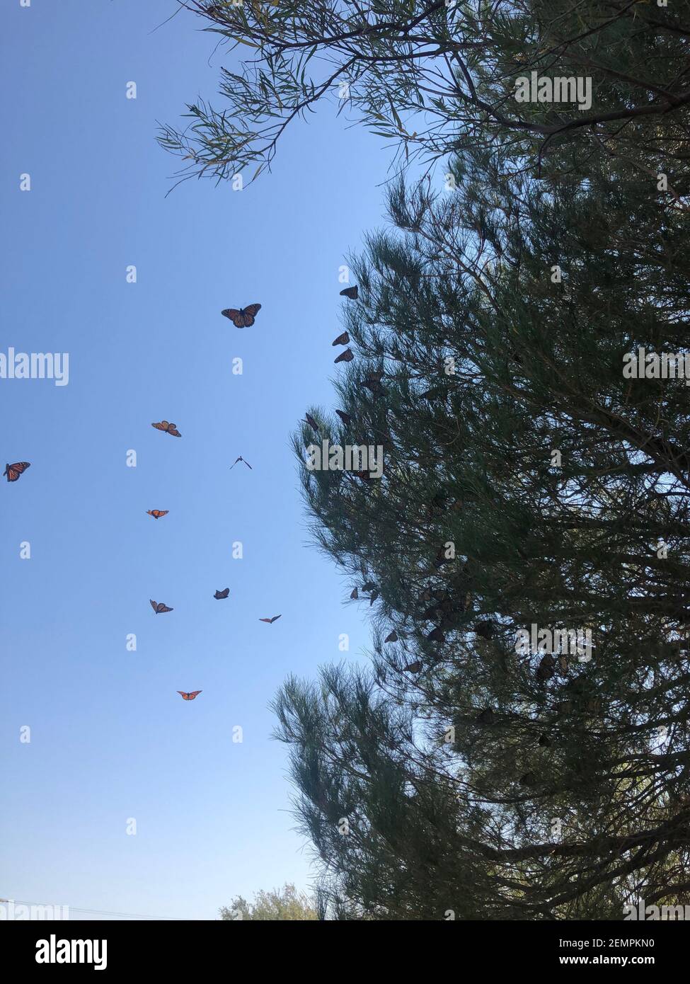 Lots of butterflies hi-res stock photography and images - Alamy