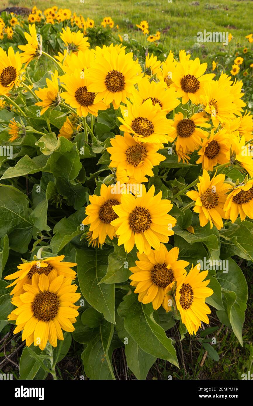Yellow balsamroot in springtime in full bloom showing its magnificent ...