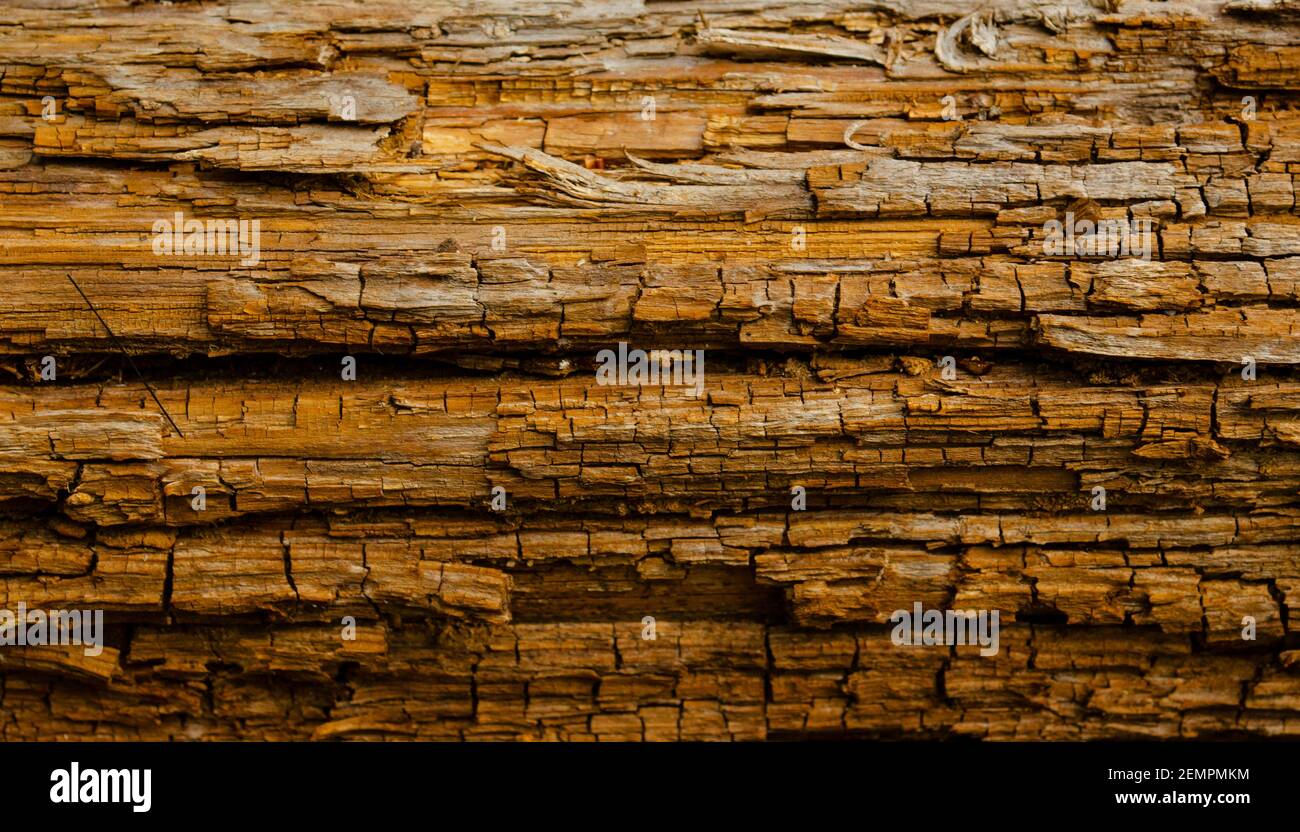 Rotten wood close up and its rotten splinters Stock Photo - Alamy
